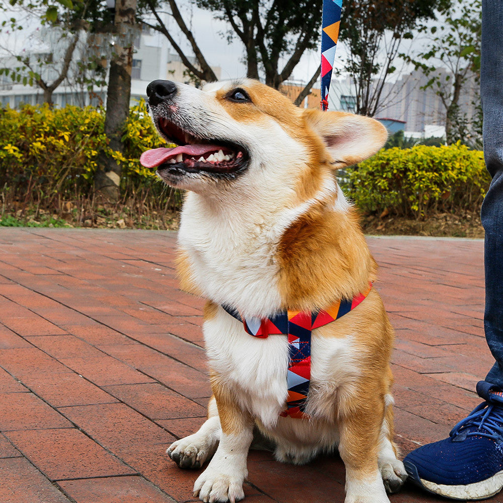 Pet leash collar – Heaven Sent Pet Co.